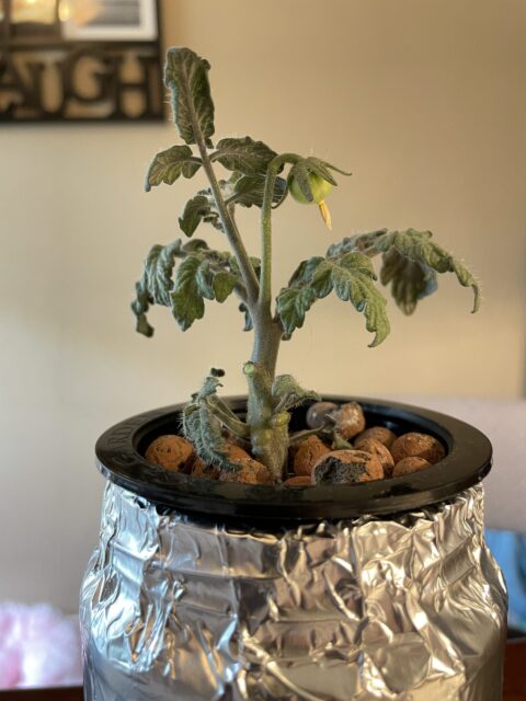 Kratky Tomatoes - Kratky Method of Hydroponics Simplified | Master the ...