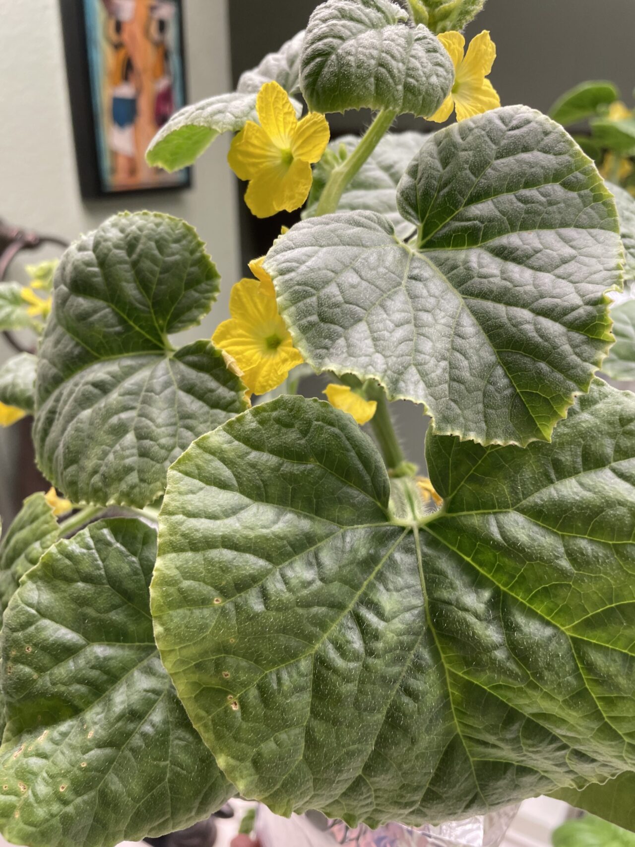 Kratky Method of Hydroponics Simplified | Master the Art of Kratky ...