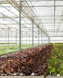 Kratky Hydroponic Nutrients - Kratky Method of Hydroponics Simplified ...