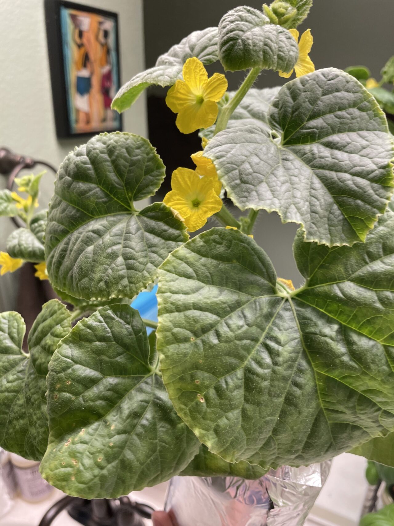 Kratky Method of Hydroponics Simplified | Master the Art of Kratky ...