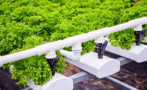 Kratky Method of Hydroponics Simplified | Master the Art of Kratky ...