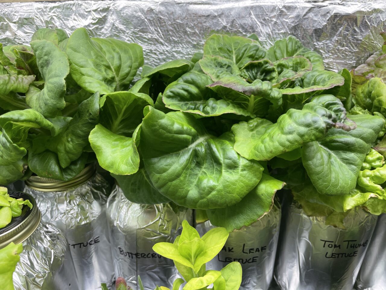 Kratky Method of Hydroponics Simplified | Master the Art of Kratky ...