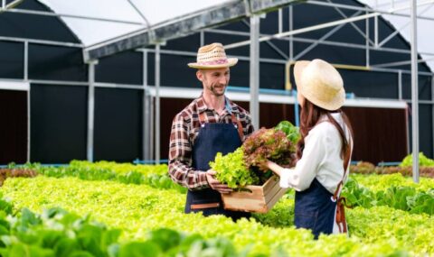 Kratky Method of Hydroponics Simplified | Master the Art of Kratky ...