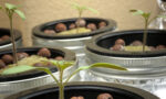 Kratky Method of Hydroponics Simplified | Master the Art of Kratky ...