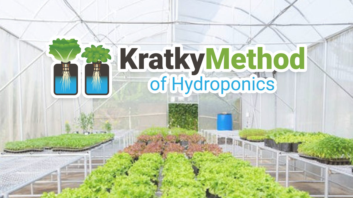 Getting Started With Kratky Hydroponics - Kratky Method of Hydroponics ...