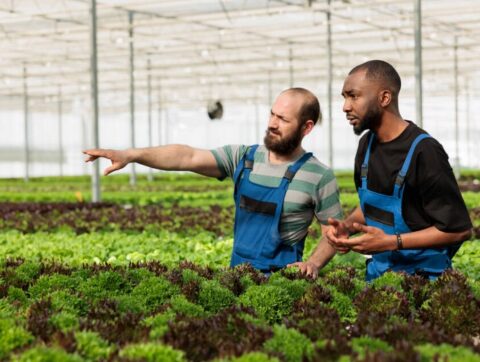 Kratky Method of Hydroponics Simplified | Master the Art of Kratky ...