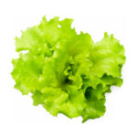 Kratky Hydroponic Lettuce | Kraky Method Lettuce | Growing Lettuce ...