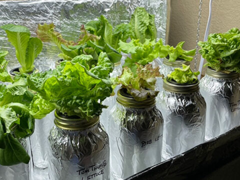 Kratky Method of Hydroponics Simplified | Master the Art of Kratky ...