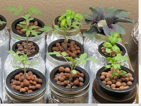 Kratky Method of Hydroponics Simplified | Master the Art of Kratky ...